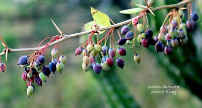 AKHROT TREE - Uttarakhand Photos