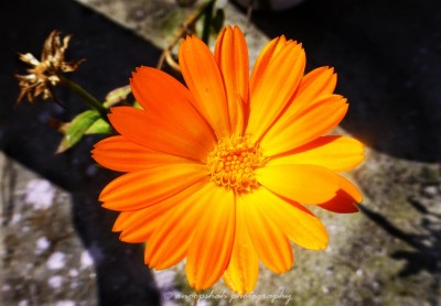 Bhang Plant - Uttarakhand Photos